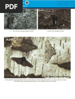 Peppered Moth Survival Simulation Game | PDF