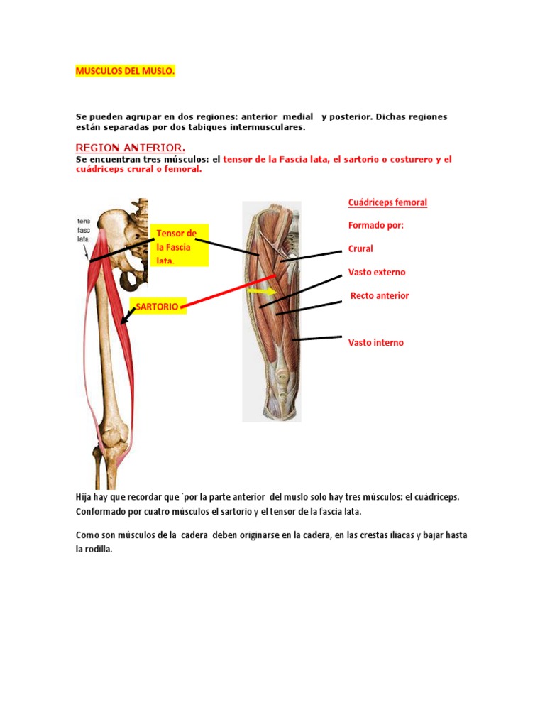 Musculos Del Muslo | PDF | Extremidades (anatomía) | Tejido suave