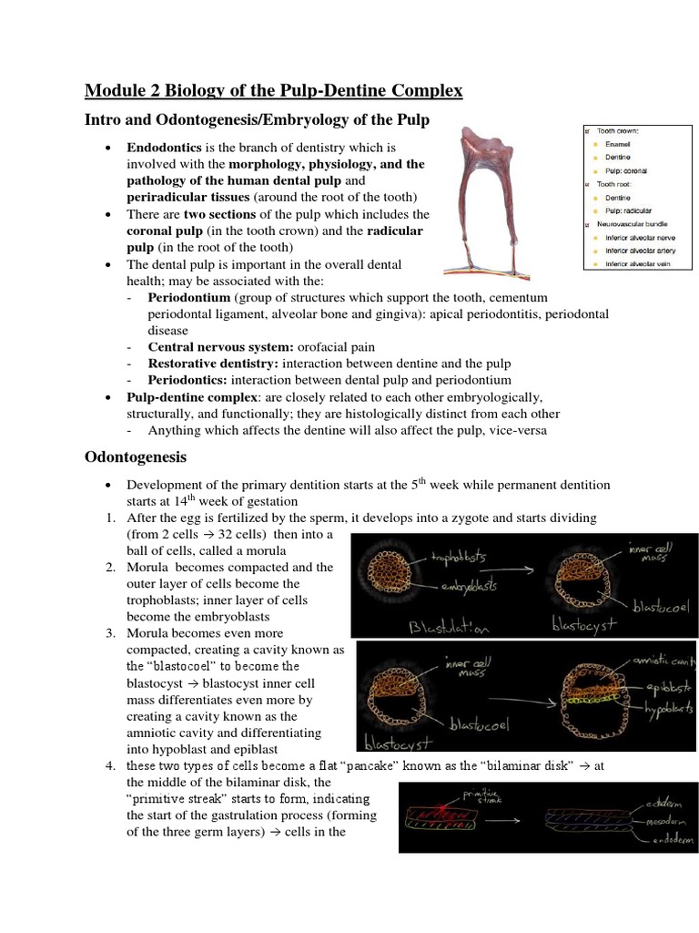 Module 2 Biology of The Pulp | PDF | Dentin | Animal Anatomy