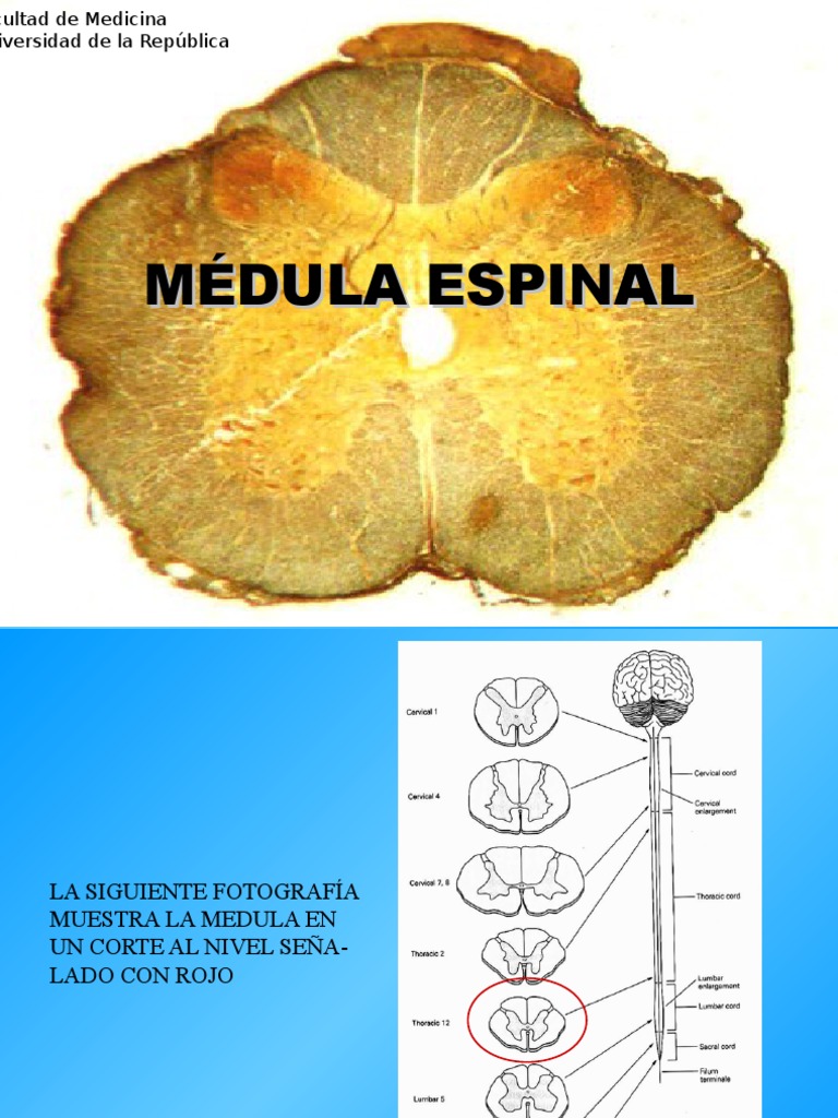 Medula | PDF