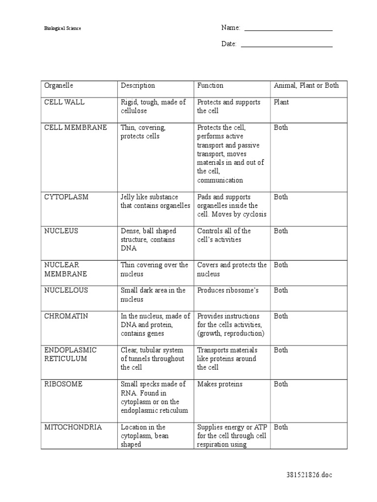 Cell Organelles and Their Functions Worksheet | PDF | Endoplasmic ...