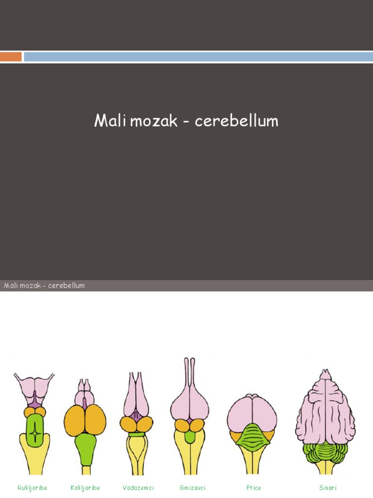 Mali Mozak Medjumozak Scribd | PDF