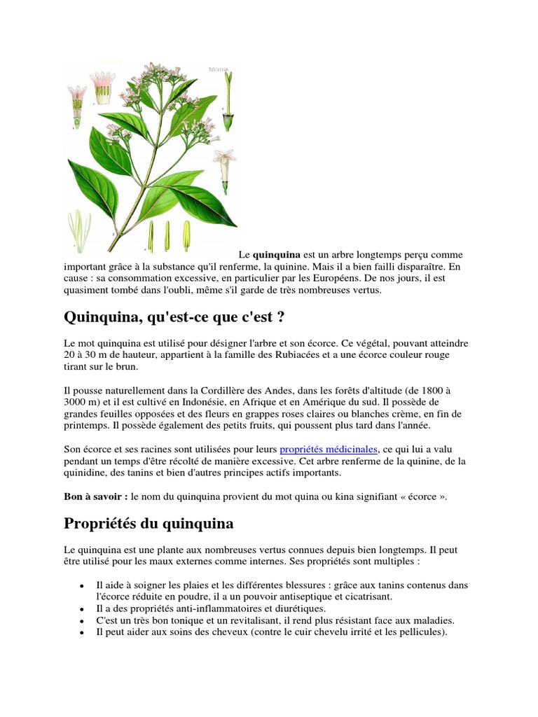 Bienfaits et usages du quinquina | PDF | Boissons alcoolisées | Arbres