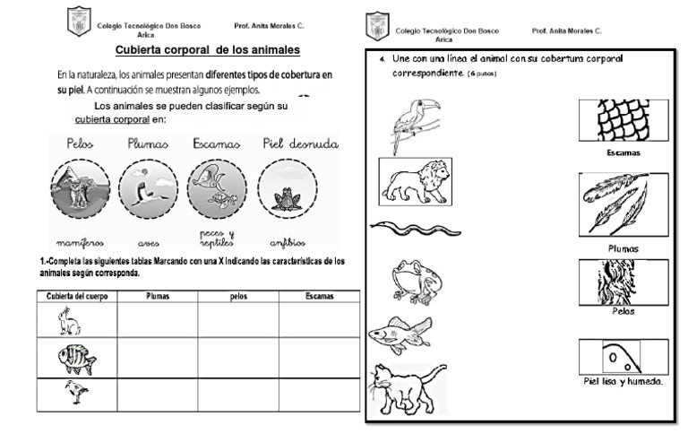 Cubierta Corporal de Los Animales | PDF