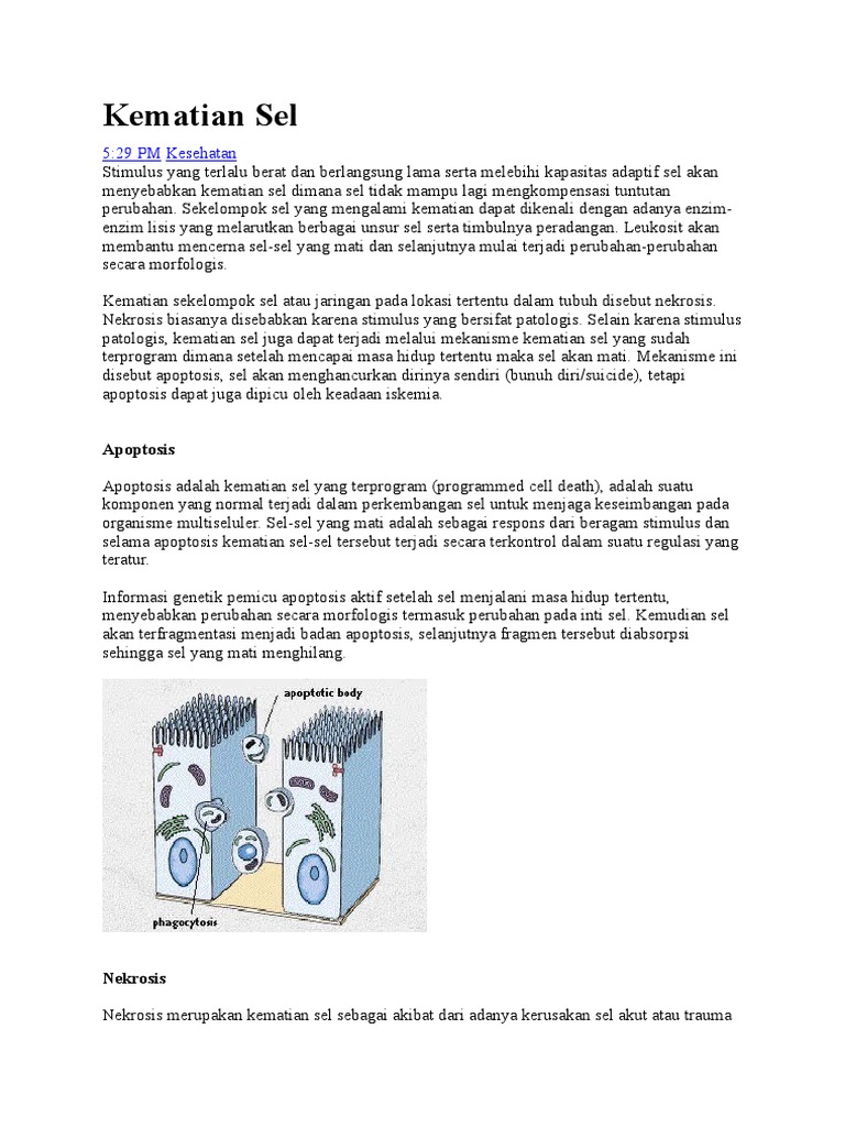 Kematian Sel: Apoptosis dan Nekrosis | PDF