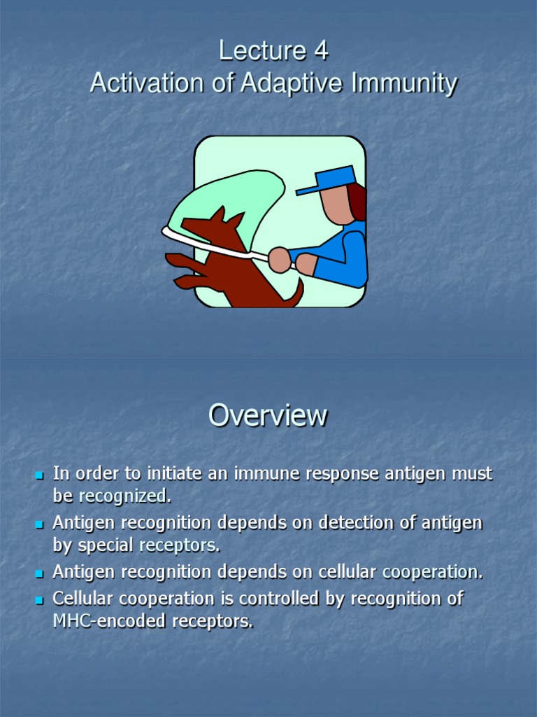 Activation of Adaptive Immunity Explained | PDF | Antigen | T Cell