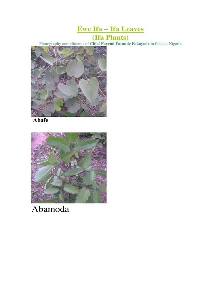 Ewe Ifa | PDF