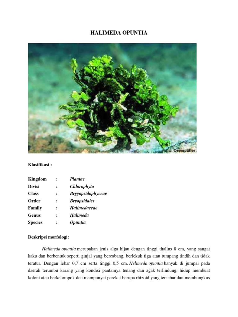 Halimeda Opuntia Dan Ulva | PDF