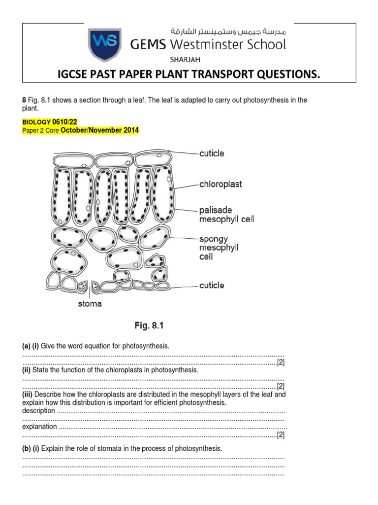 IGCSE Plant Transport Past Paper Questions | PDF | Stoma | Leaf