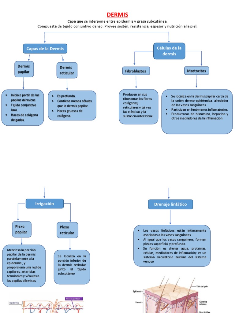5 Esquema de Dermis e Hipodermis | Piel | Tejido conectivo
