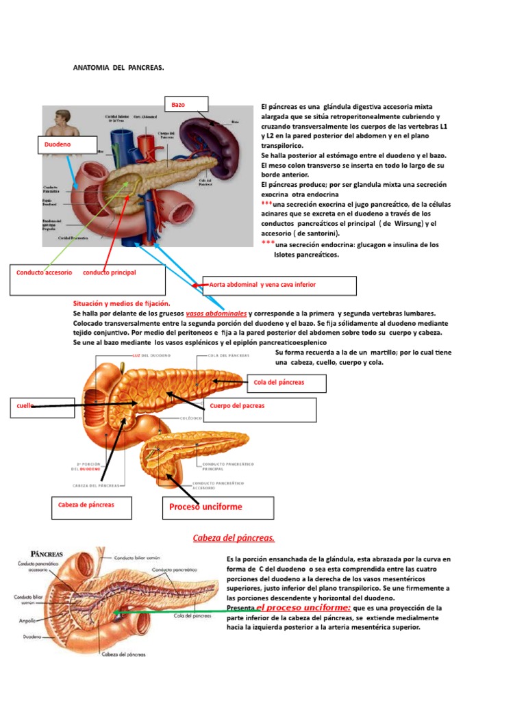 Anatomia Del Pancreas | PDF | Páncreas | Abdomen