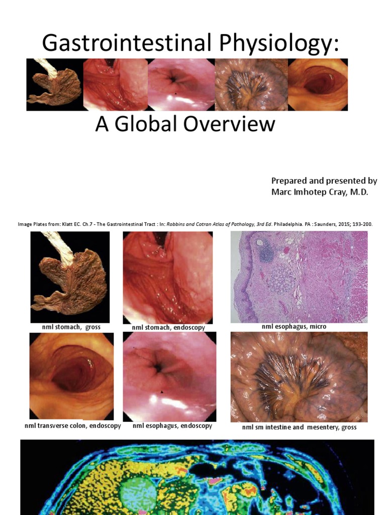 Gastrointestinal Physiology-A Global Overview | PDF | Digestion | Stomach