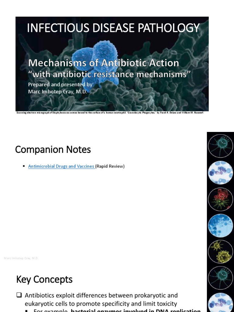 Mechanisms of Antibiotic Action | PDF | Enzyme Inhibitor | Antibiotics