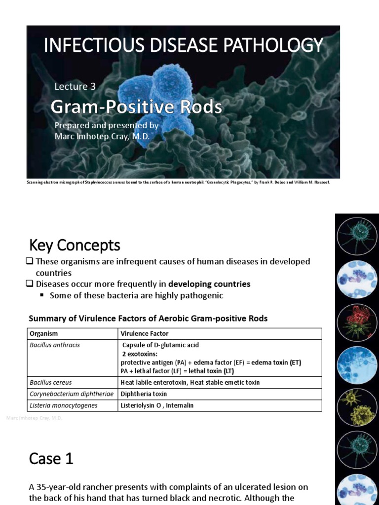 Gram Positive Rods | PDF | Anthrax | Infection