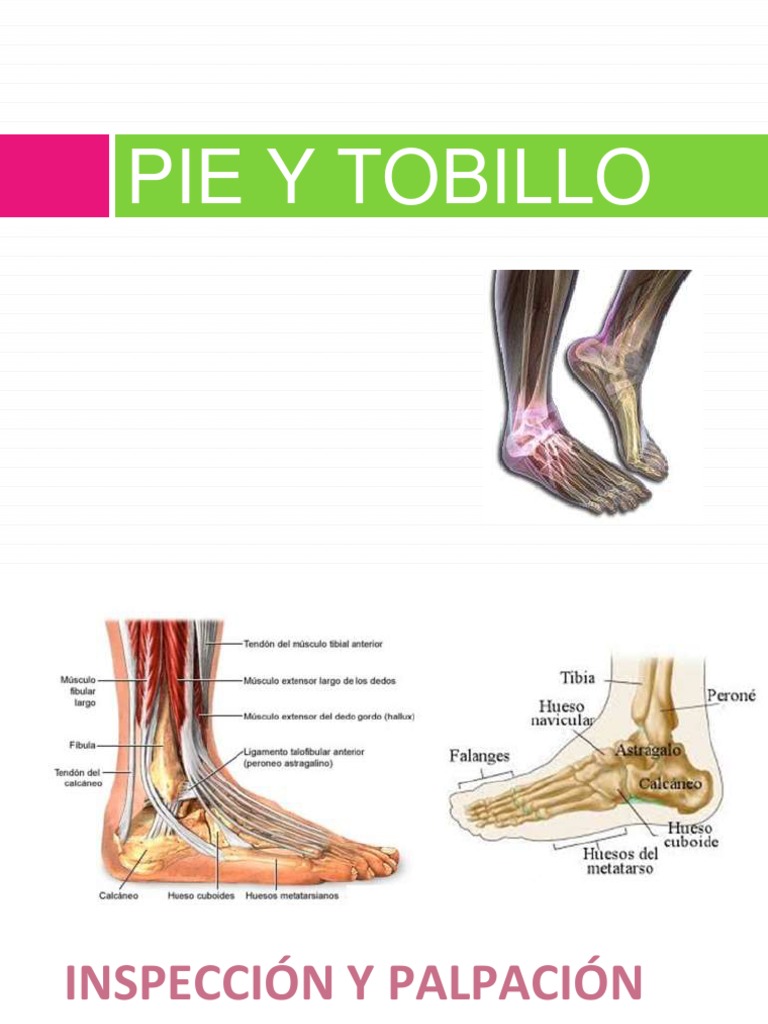 03 Pie y Tobillo Kine | PDF | Pie | Tobillo