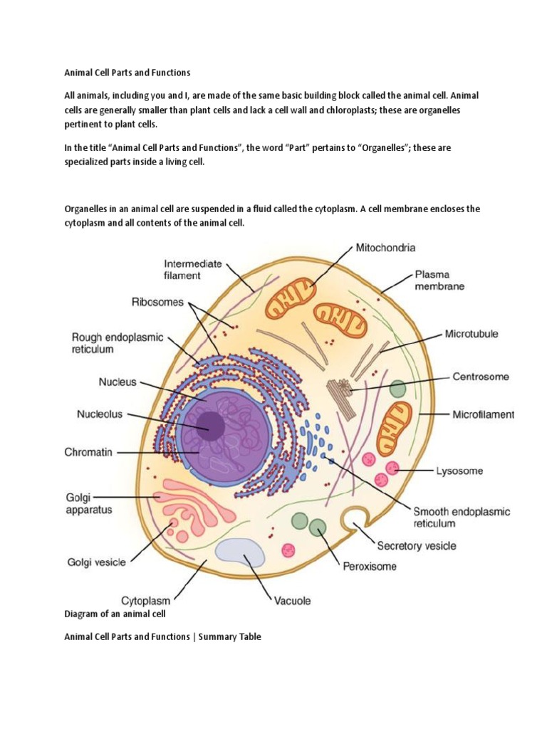 Parts Of An Animal Cell And Their Functions