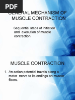 The 12 Steps of Muscle Contractions | PDF | Muscle Contraction | Myocyte