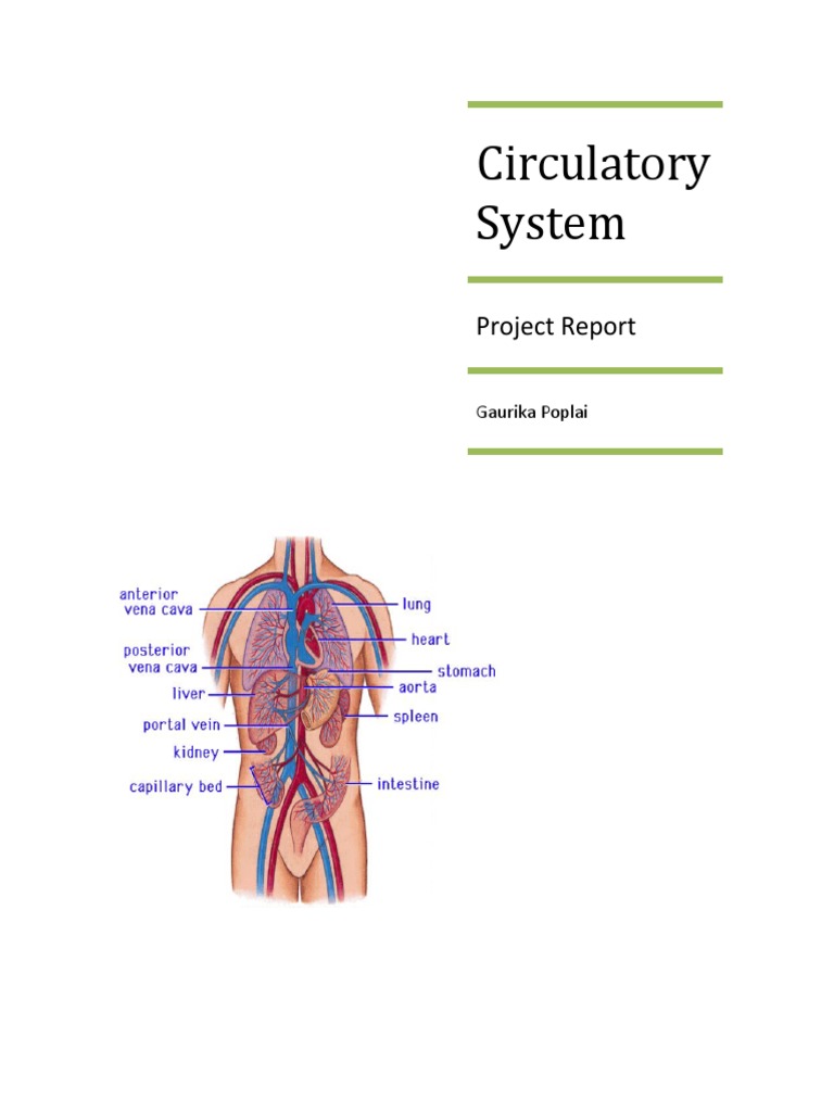 Circulatory System: Project Report | PDF | Heart Valve | Heart