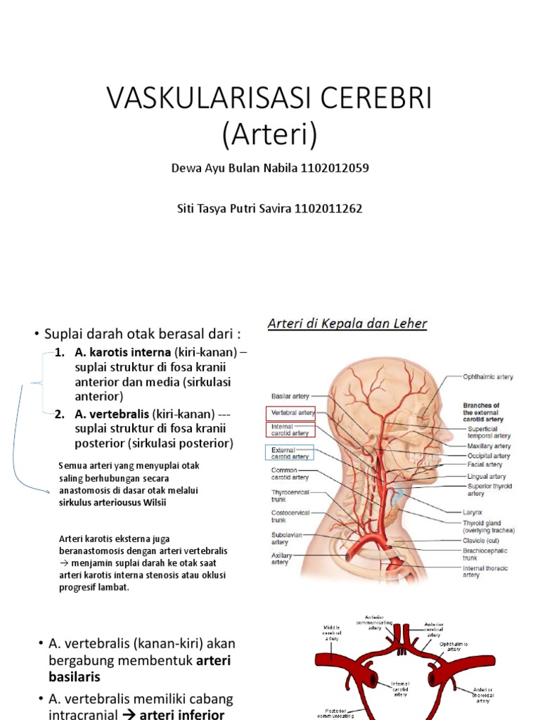 Vaskularisasi Cerebri | PDF