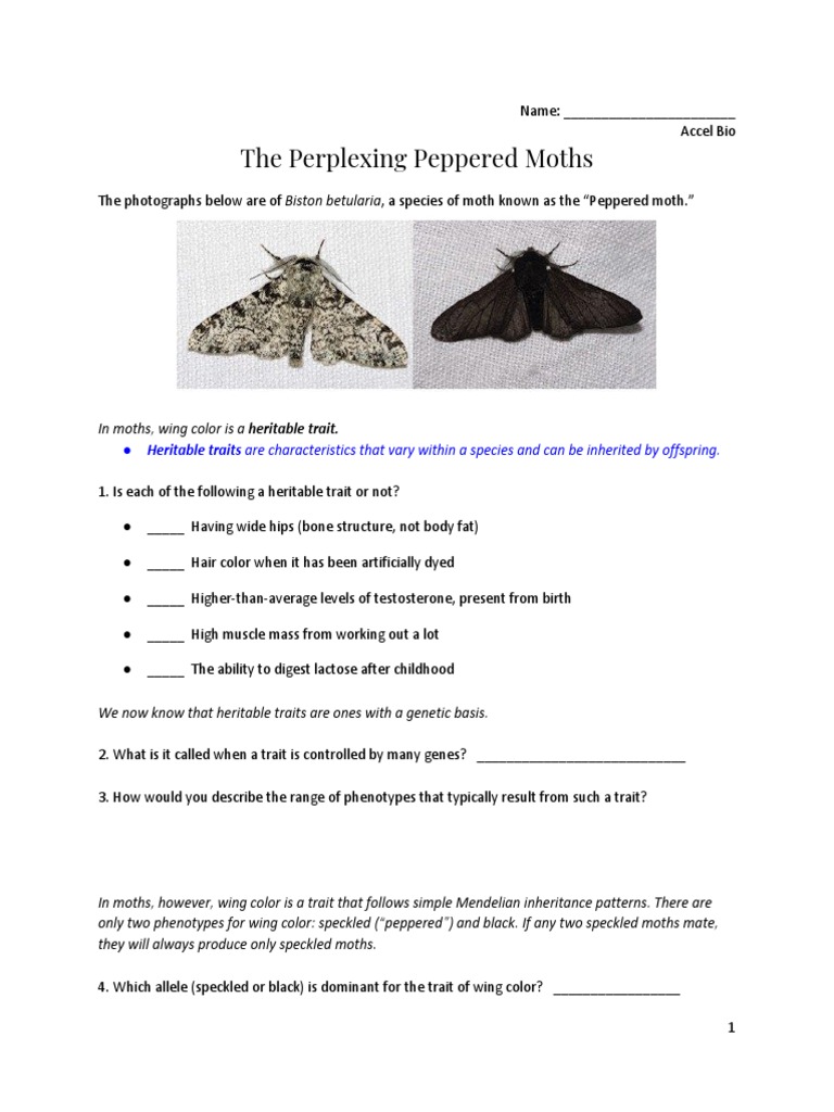 Evolution Inquiry Peppered Moths | PDF | Heredity | Phenotypic Trait