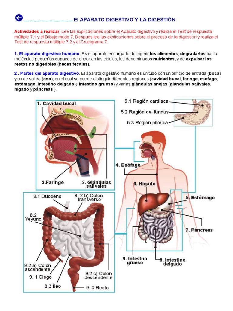 07 - Digestio | PDF | Digestión | Sistema digestivo humano