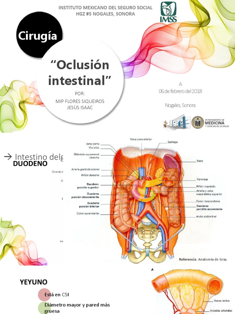 Oclusión Intestinal | PDF | Intestino grueso | Intestino delgado