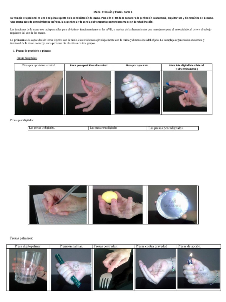 Anatomía Funcional De La Mano Cobertura Cutánea De La Mano Y De Los
