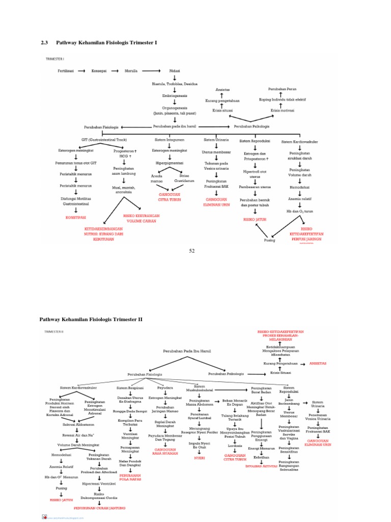 2.3 Pathway Kehamilan Fisiologis Trimester I | PDF