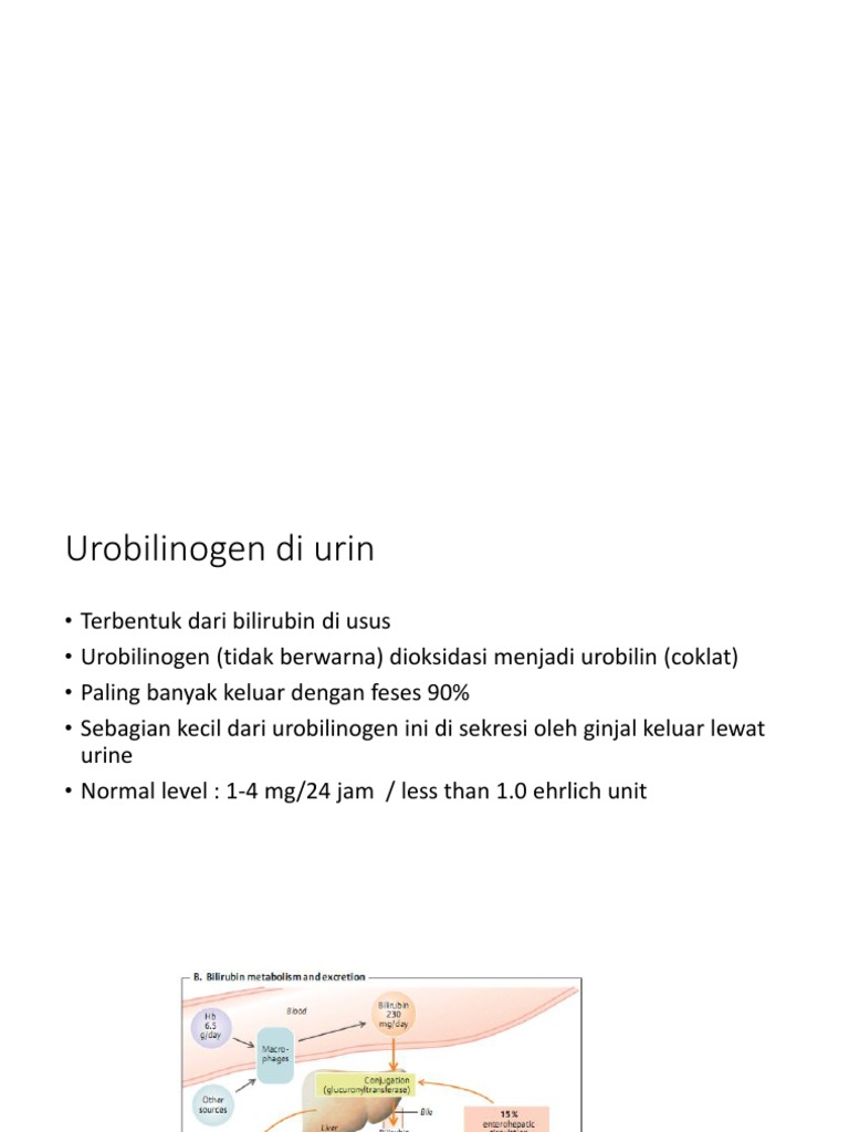 Urobilinogen Di Urin | PDF