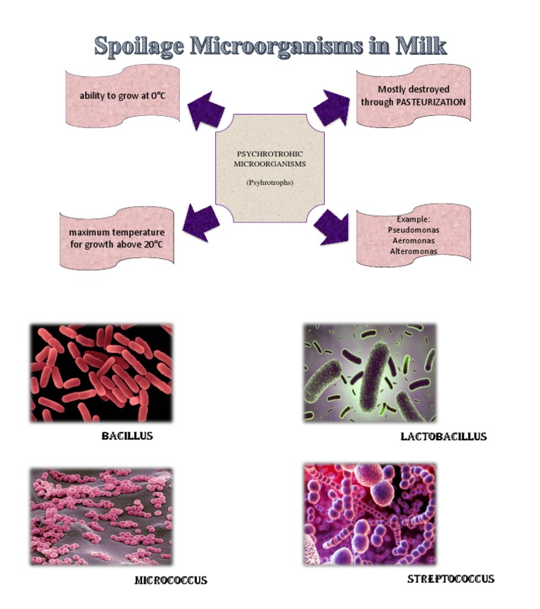 Spoilage Microorganisms in Milk | PDF