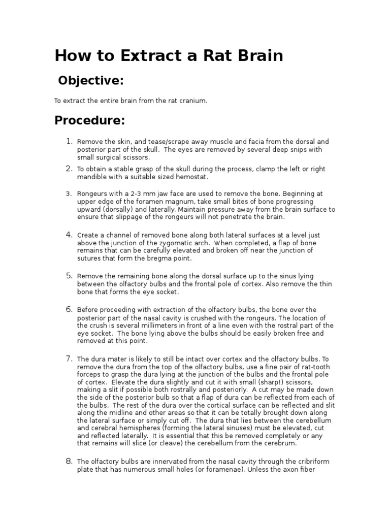 How To Extract A Rat Brain | PDF | Skull | Cerebrum