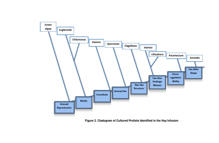 Cladogram | PDF