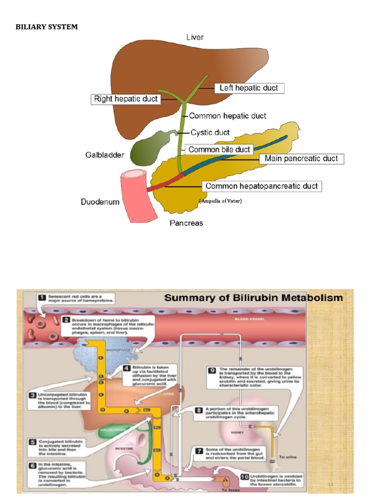 The Role of the Biliary System in Digestion: An Overview of Gallbladder ...