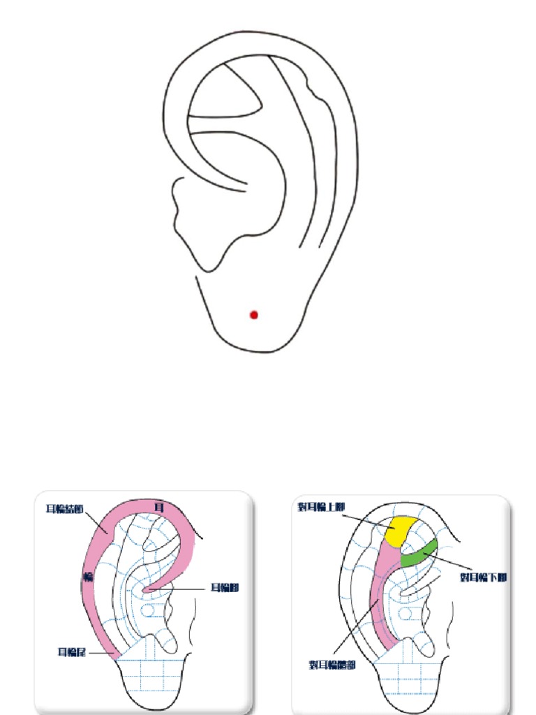 Partes de La Oreja | PDF | Glándula pituitaria | Corazón