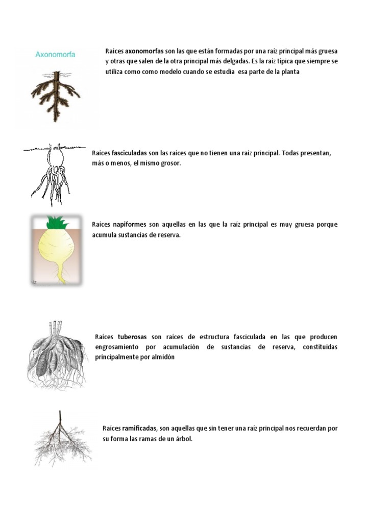 Tipos de raíces en plantas | PDF | Hogar, jardinería y bricolaje