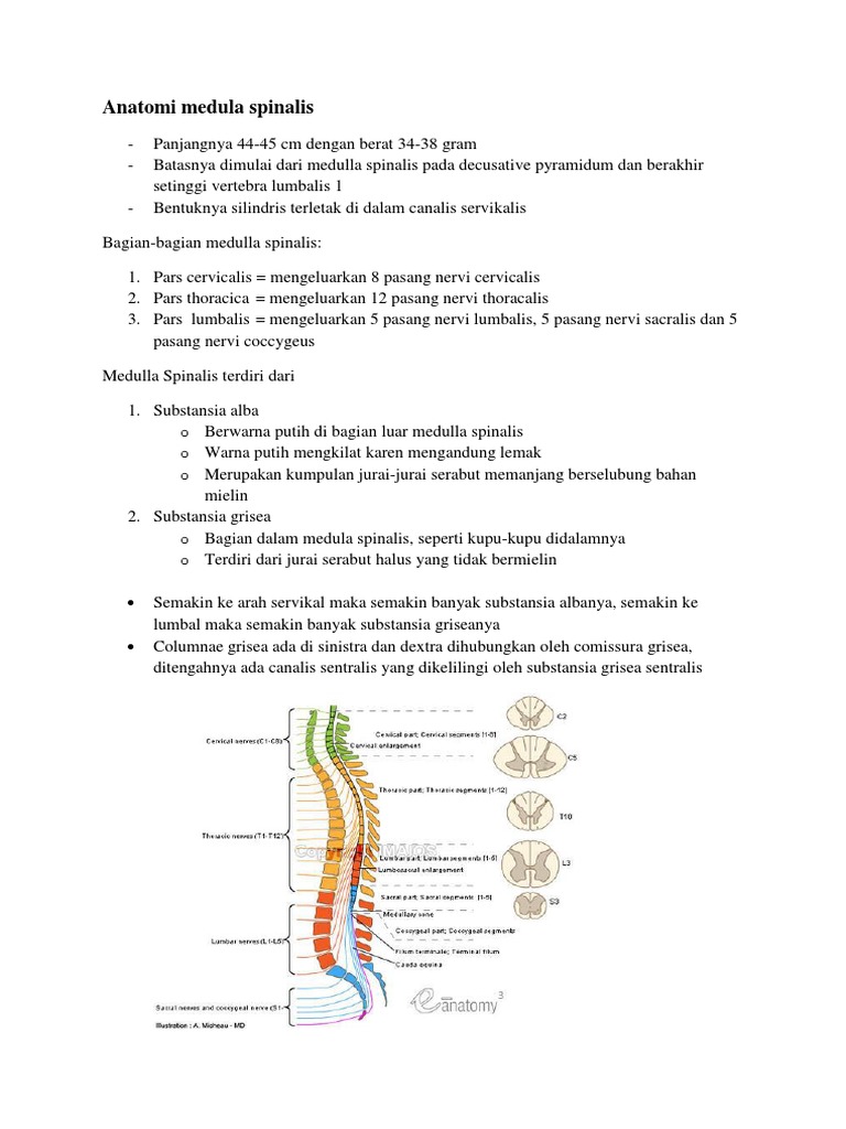 Anatomi Medula Spinalis | PDF