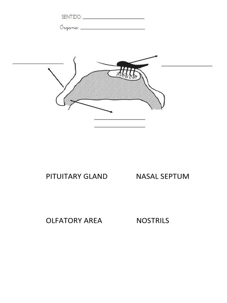 Anatomy of Nasal and Pituitary Areas | PDF | Human Nose | Olfactory System