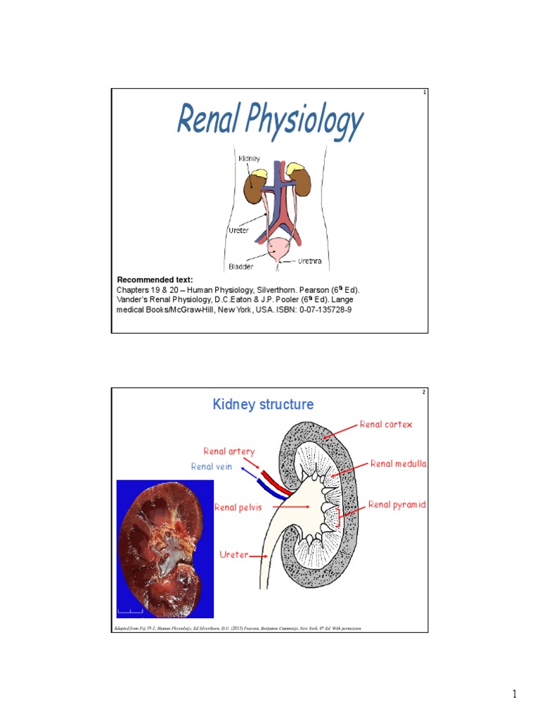 Overview of Renal Physiology | PDF | Renal Function | Angiotensin