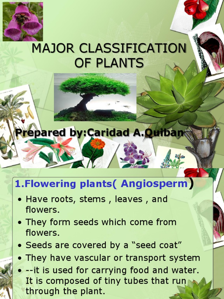 Plant Classification Guide for Students | PDF | Plant Stem | Plants