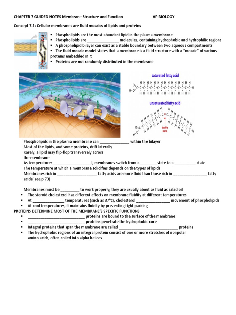 Guided Notes | PDF | Cell Membrane | Biochemistry