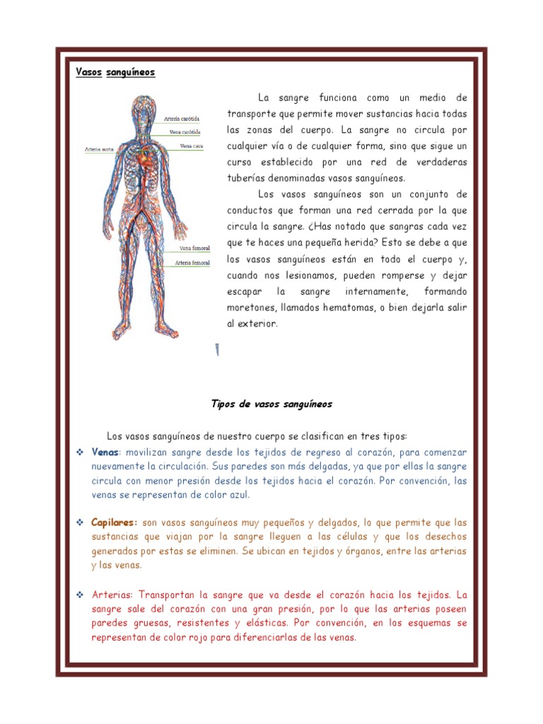 Tipos y Funciones de Vasos Sanguíneos | PDF | Artería | Vena