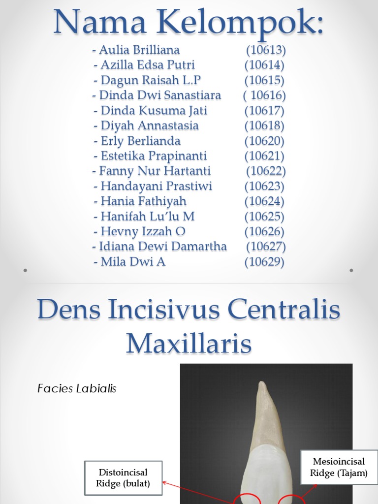Dens Incisivus Centralis Maxillaris | PDF
