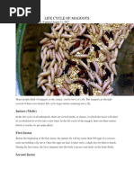 The Flow Chart Describes The Entire Life Cycle of A Honey Bee | PDF