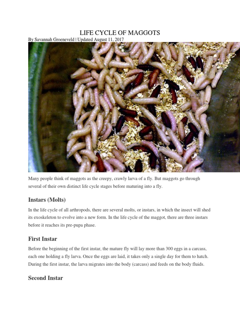 Life Cycle of Maggots | PDF | Science & Mathematics