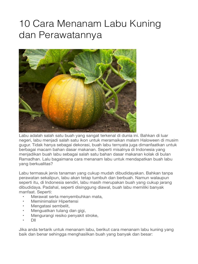 10 Cara Menanam Labu Kuning | PDF | Griya & Taman | Teknologi & Rekayasa