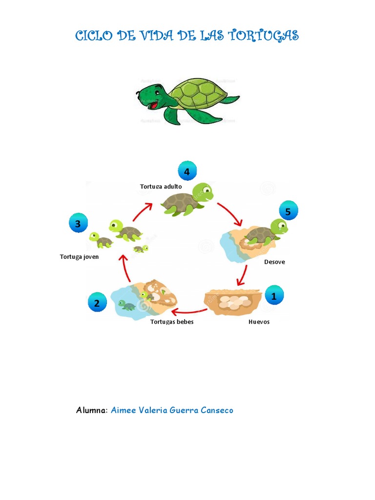 Ciclo de Vida de Las Tortugas | PDF