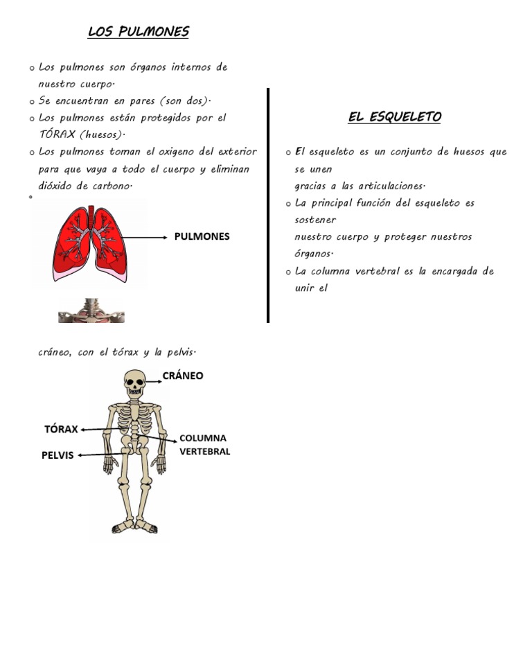 Esqueleto Recortable | PDF