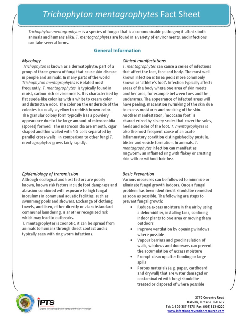Trichophyton Mentagrophytes PDF | PDF | Infection | Microbiology