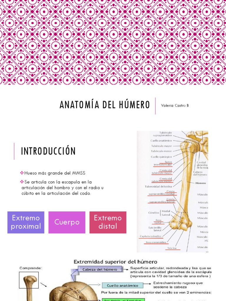 Anatomía del Húmero y Articulaciones | PDF