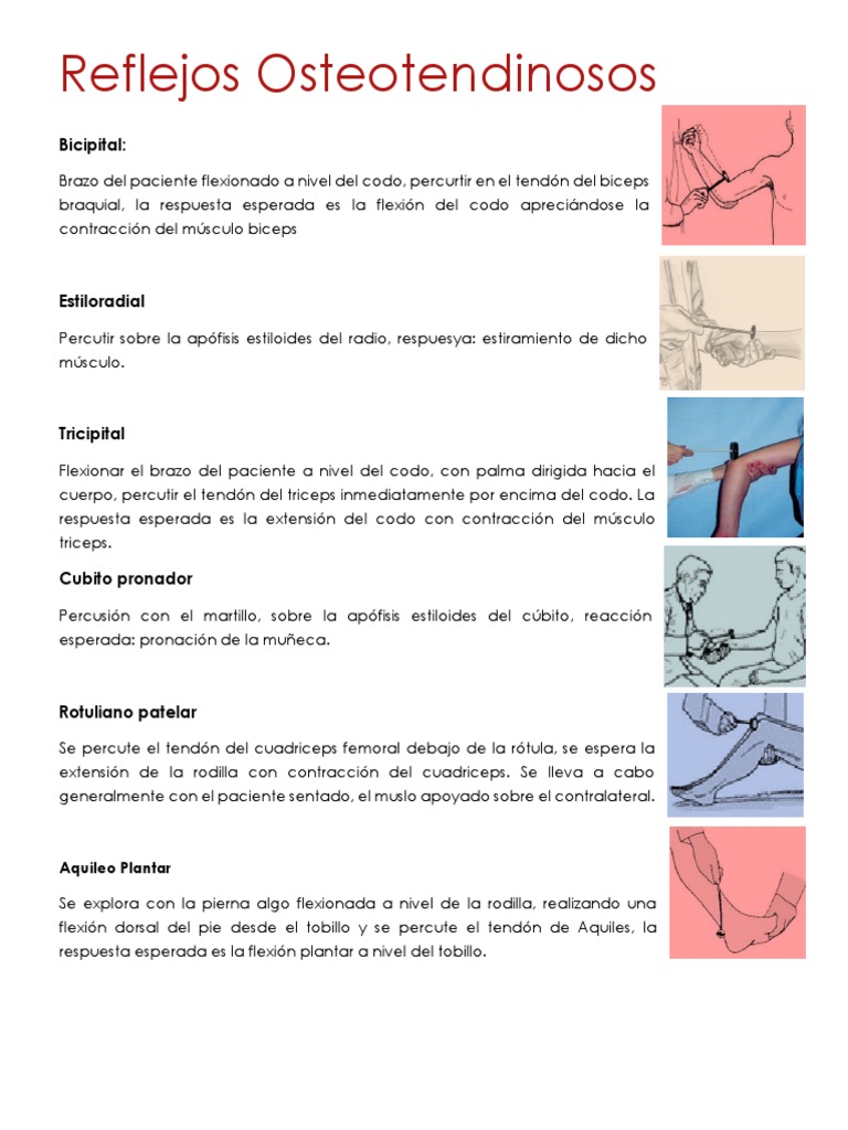Reflejos Osteotendinosos y Soma | PDF | Codo | Articulaciones